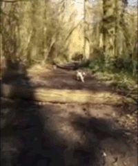 Reddit GIFs - Get the best gif on GIFER