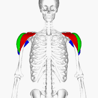 Cardiac GIFs - Get the best gif on GIFER