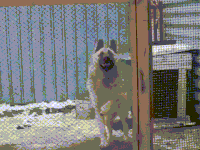 Kennel GIFs - Get the best gif on GIFER