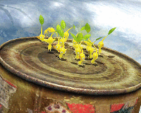 Pikmins GIFs - Get the best gif on GIFER