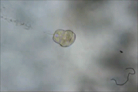 Protozoa GIFs - Get the best gif on GIFER