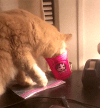 Rum GIFs - Get the best gif on GIFER