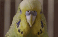 Budgie GIFs - Get the best gif on GIFER
