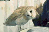 Uhu GIFs - Get the best gif on GIFER