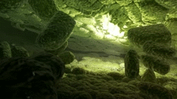 Pathology GIFs - Get the best gif on GIFER