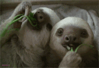 Sloth GIFs - Get the best gif on GIFER