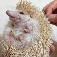 Hedgehog GIFs - Get the best gif on GIFER
