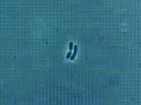 Cell mitosis GIFs - Get the best gif on GIFER