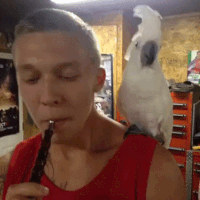 Shisha GIFs - Get the best gif on GIFER