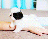 Socorro GIFs - Get the best gif on GIFER