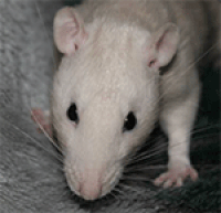 Rats GIFs - Get the best gif on GIFER