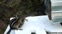 Chipmunks GIFs - Get the best gif on GIFER