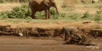 Safari GIFs - Get the best gif on GIFER