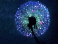 Dandelion GIFs - Get the best gif on GIFER