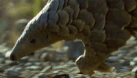 Pangolin GIFs - Get the best gif on GIFER