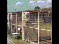 Carcel GIFs - Get the best gif on GIFER