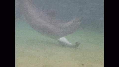 Dolphin birth GIFs - Get the best gif on GIFER