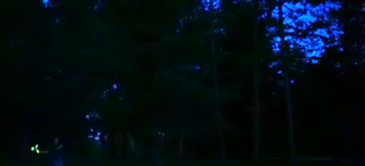 Phosphorescent GIFs - Get the best gif on GIFER