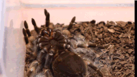 Molting GIFs - Get the best gif on GIFER