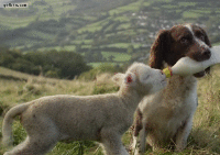 Lamb GIFs - Get the best gif on GIFER