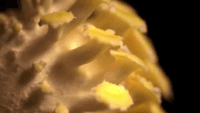 Fungi GIFs - Get the best gif on GIFER
