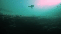 Diving GIFs - Get the best gif on GIFER
