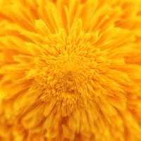 Orange GIFs - Get the best gif on GIFER