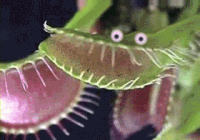 Insectivorous GIFs - Get the best gif on GIFER