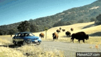 Buffalo GIFs - Get the best gif on GIFER