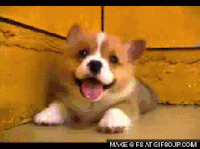 Perrito GIFs - Get the best gif on GIFER