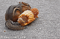 Chipmunks GIFs - Get the best gif on GIFER