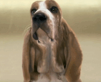 Ruff GIFs - Get the best gif on GIFER