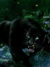 Panther GIFs - Get the best gif on GIFER