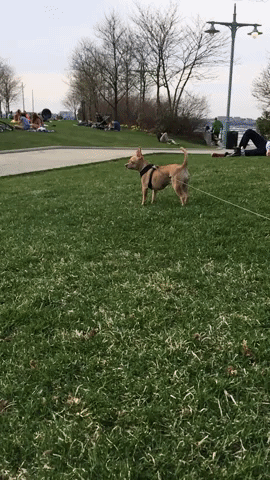 Parque GIFs - Get the best gif on GIFER