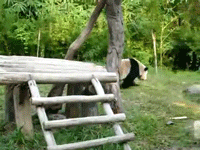 Caida GIF - Conseguir el mejor gif en GIFER
