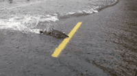 The slammin salmon GIFs - Get the best gif on GIFER