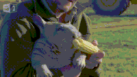 Corn GIFs - Get the best gif on GIFER
