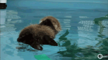 Buoyancy GIFs - Get the best gif on GIFER