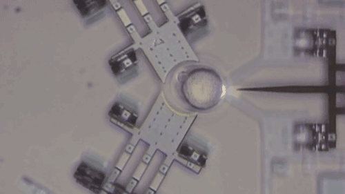 Nano GIF - Conseguir el mejor gif en GIFER