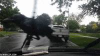 Windshield GIFs - Get the best gif on GIFER