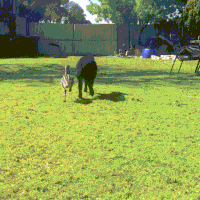Emu GIFs - Get the best gif on GIFER