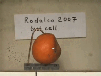 Mandarin GIFs - Get the best gif on GIFER