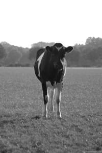 Cattle GIFs - Get the best gif on GIFER