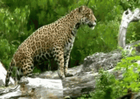 Jaguars GIFs - Get the best gif on GIFER