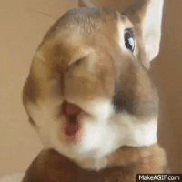 Rabbit GIFs - Get the best gif on GIFER