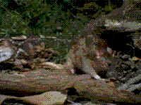 Chomper GIFs - Get the best gif on GIFER