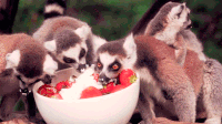 Lemur GIFs - Get the best gif on GIFER