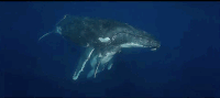 Whaling GIFs - Get the best gif on GIFER