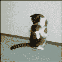 Acquire GIFs - Get the best gif on GIFER