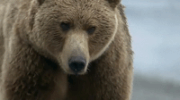 Bears GIFs - Get the best gif on GIFER